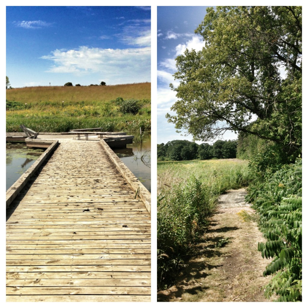 Spring Peeper Meadow