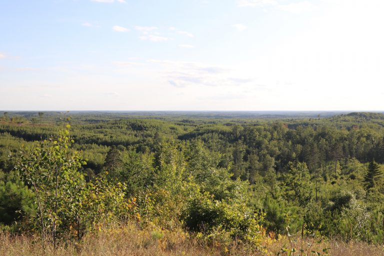 Paul Bunyan State Forest